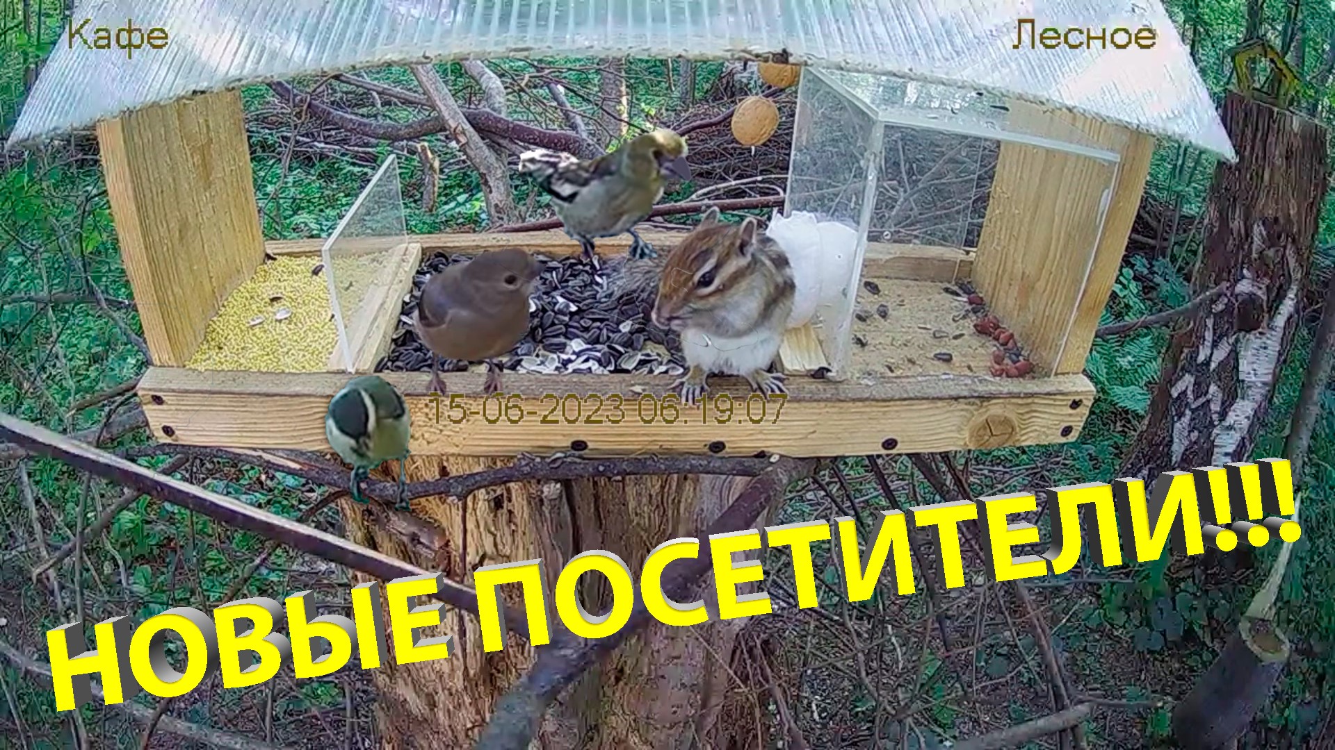 Новые гости нашего кафе