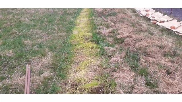 Посев моркови на целену