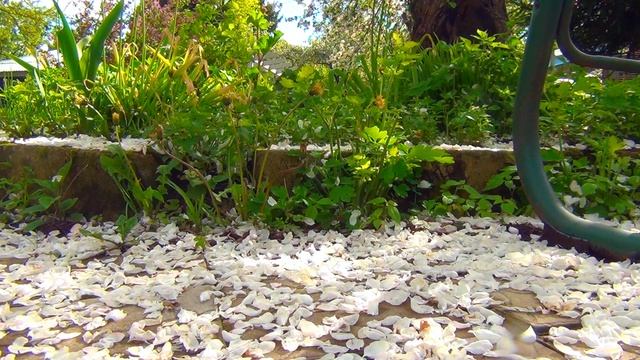 Листья цветов