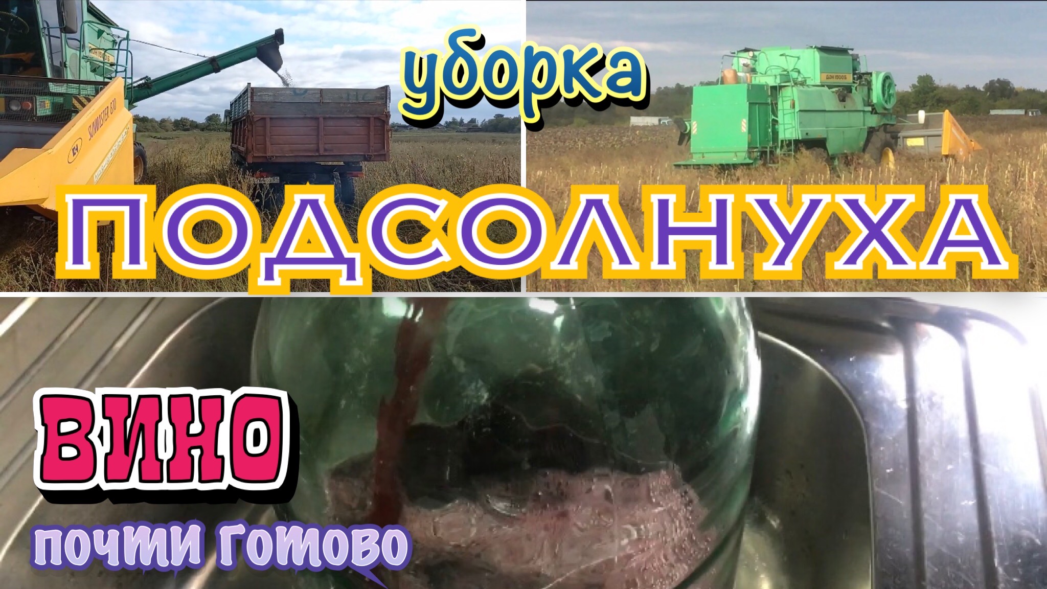 Вино почти готово/Уборка подсолнуха/Вкусная картошка от подписчицы/