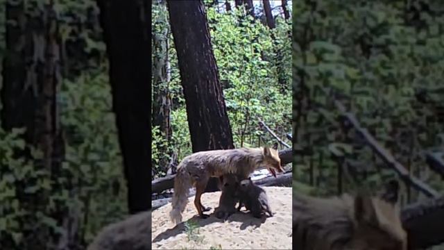 ЛИСЫ И ЛИСЯТА