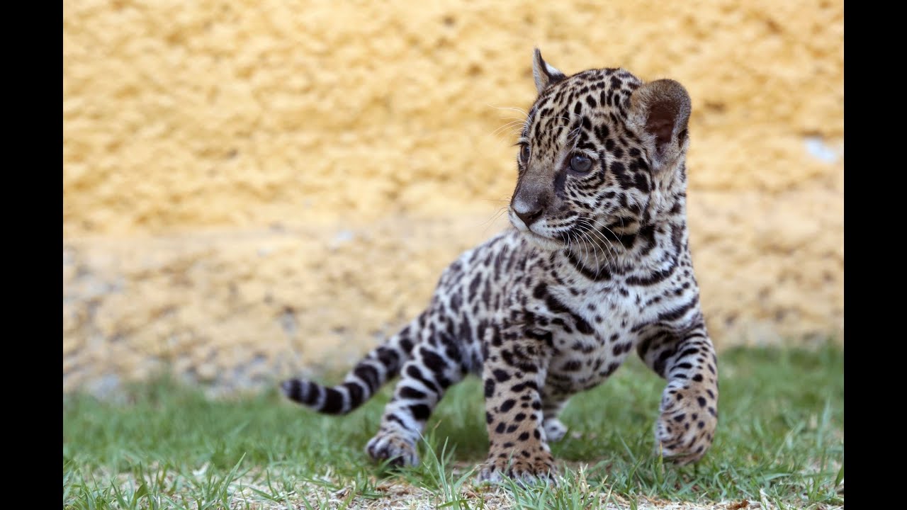 Детеныши животных.  Сафари парк Тайган.