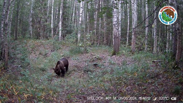 Медведь1. Заповедник Большая Кокшага