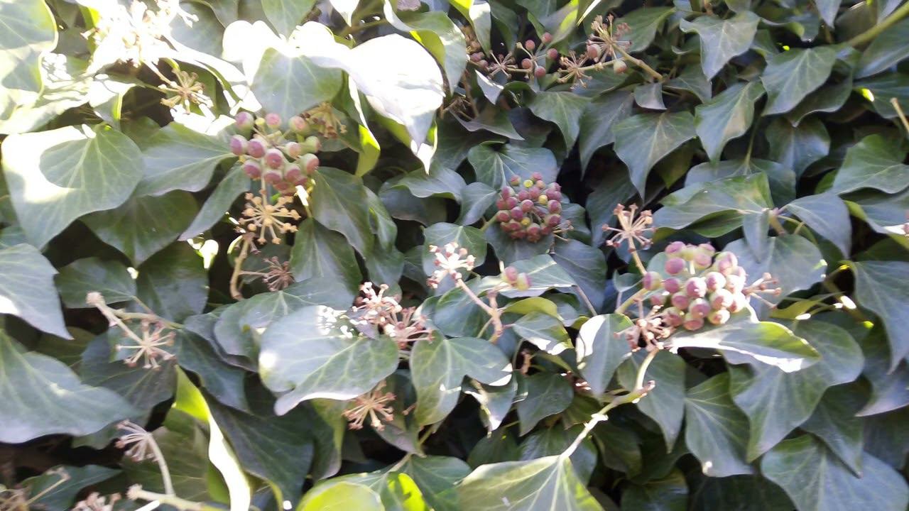 Зеленая изгородь из вечнозеленого плюща