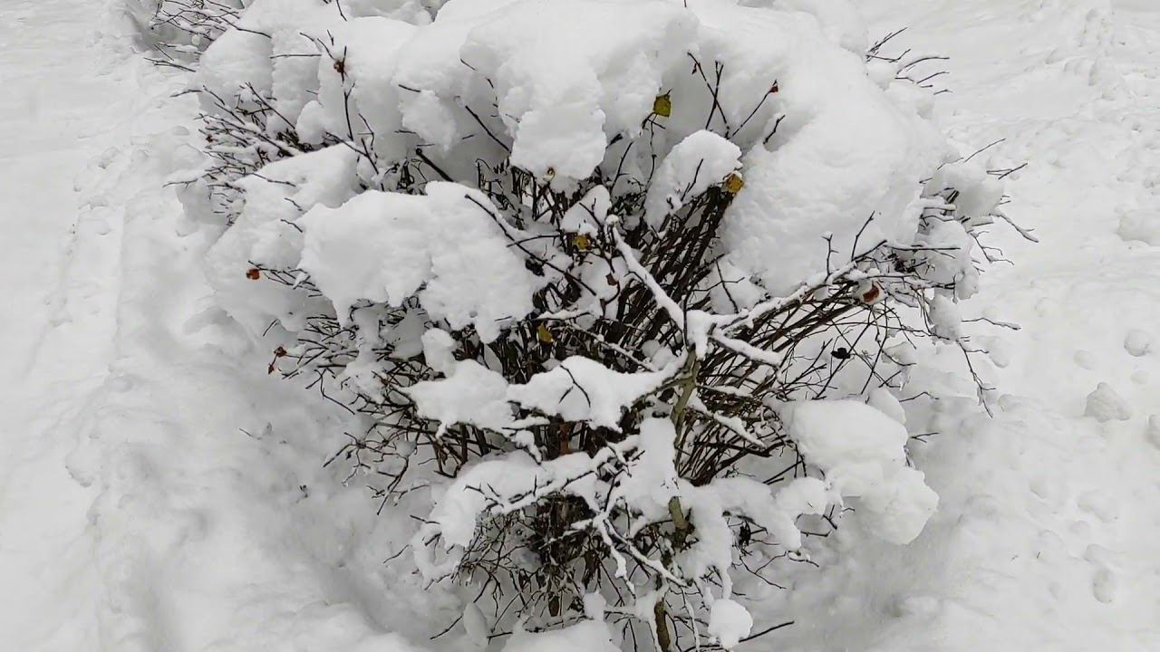 Детский оздоровительный лагерь "Искорка" зимой