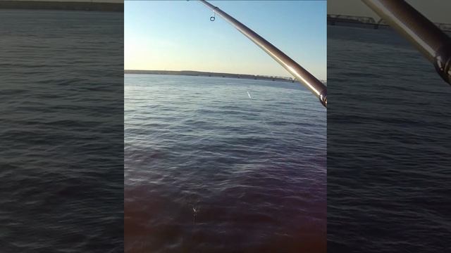 Чехонь на поплавок #fishingholidays #рыбалка #поплавок