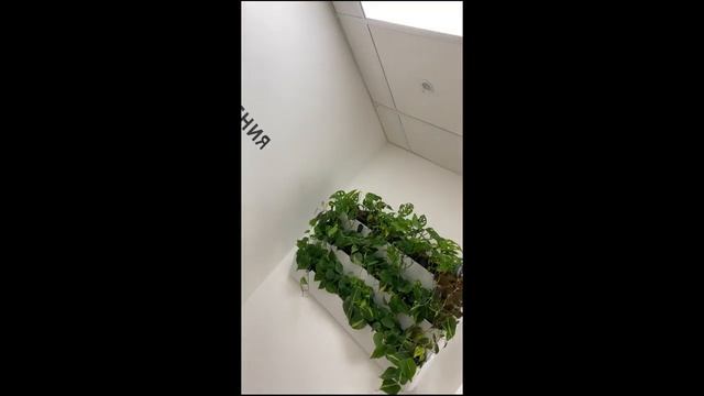 Фитомодуль с ампельныными растениями в офисе