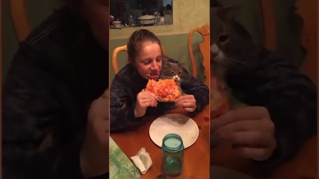 Смешные и веселые коты