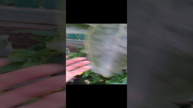 хурма никитинская бордовая 23г