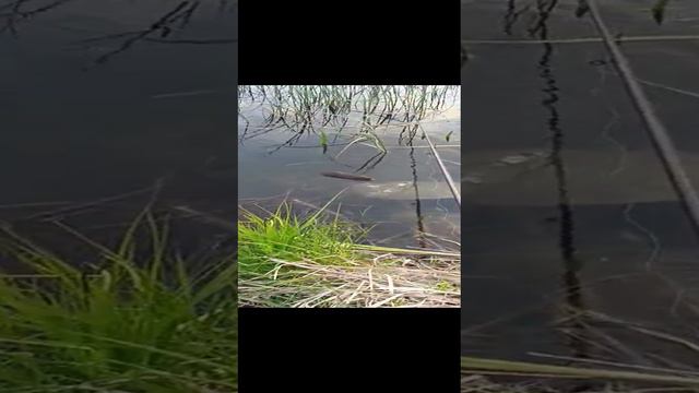 Водяная крыса, может ондатра