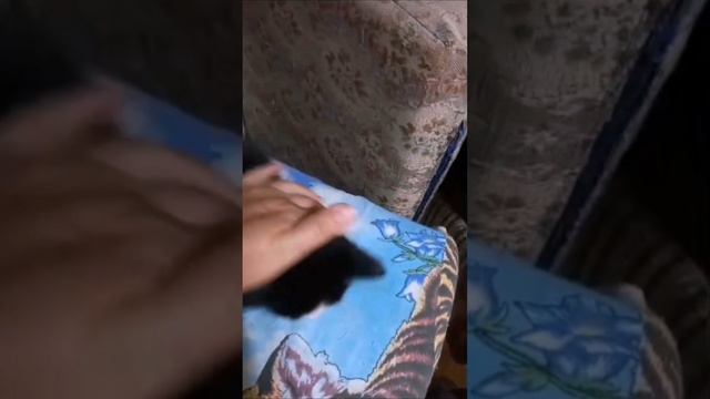 Вечер в Мурляндии .mp4