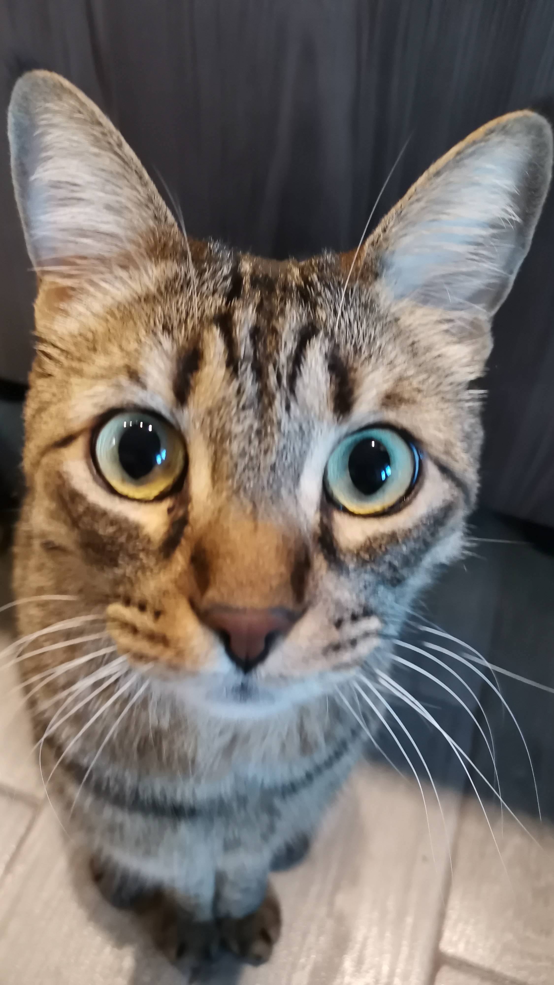 Городской котик в деревне