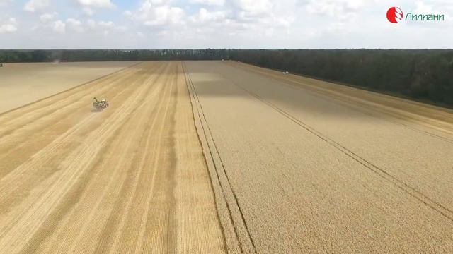 Безостановочная уборка пшеницы с бункером-перегрузчиком в ООО АГРОСОЮЗ.  Краснодарский край