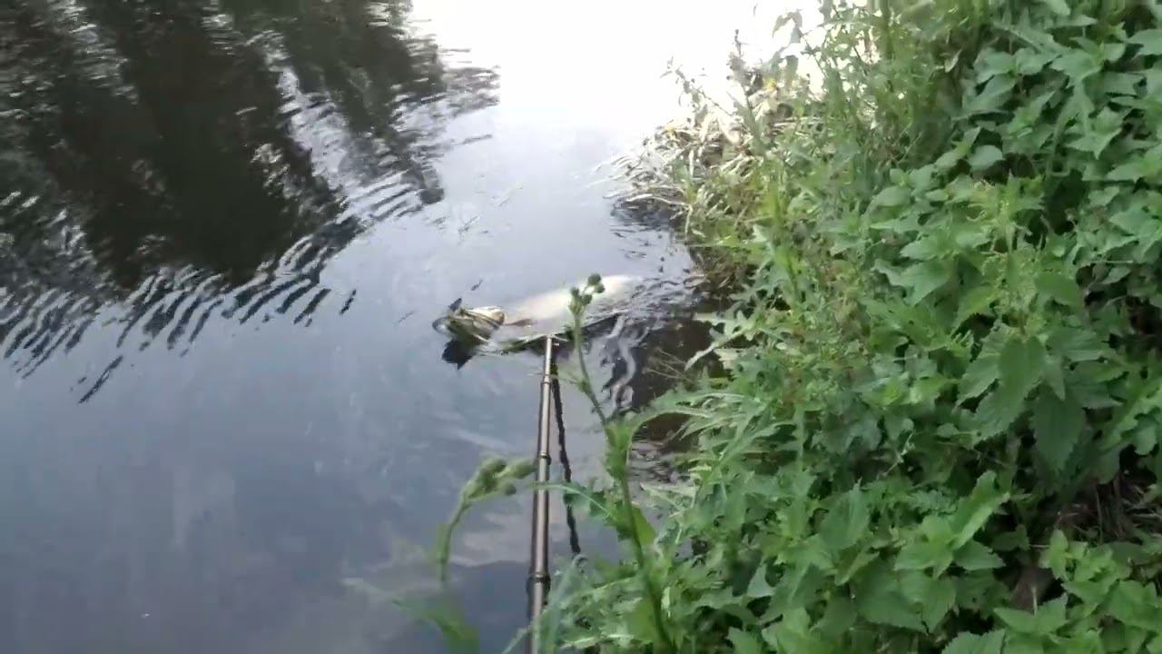 Рыбалка. Щука. 13 Июля.2023. Англия.