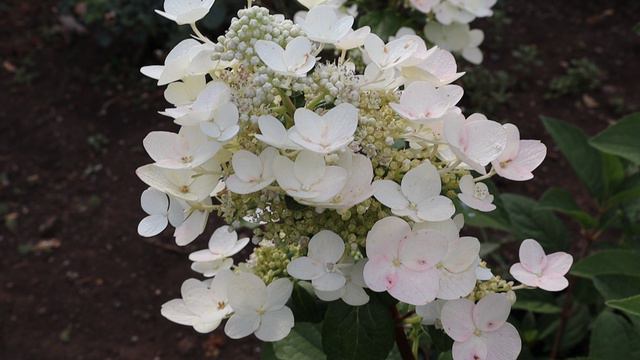 Гортензия метельчатая Вимс Ред в июне