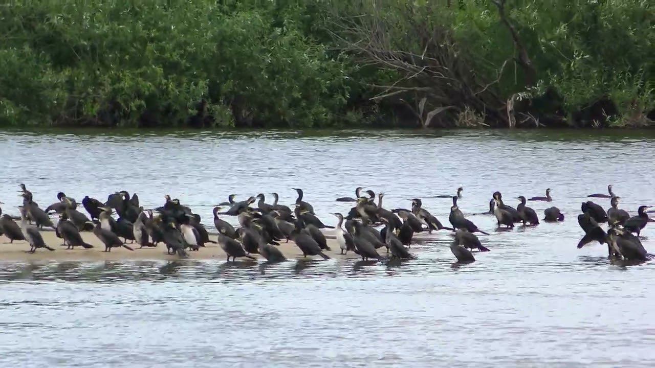 Остров Бакланов - Смычок