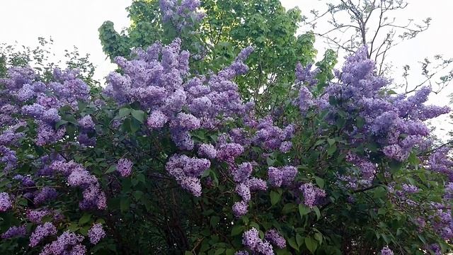Сиреневая сирень и белые цветы вишни. Цветение вишни и сирени в Ленобласти.