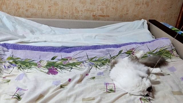 Муся развлекает.