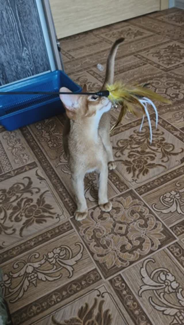 Абиссинец Кай - 4 месяца ... Знакомство с новым домом.