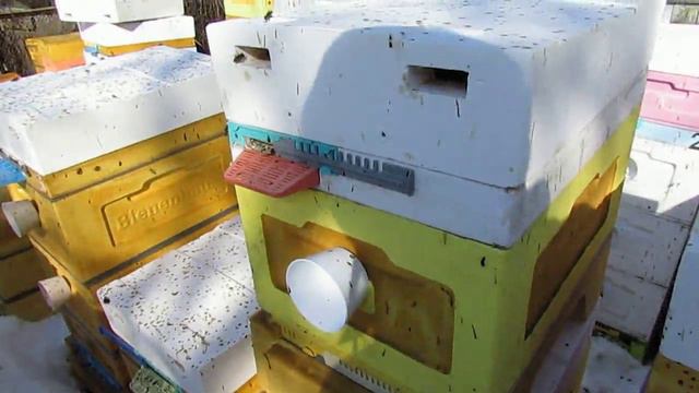 перевожу пчел на ячейку 4,6 - 5,0 мм, часть 52, утепляю, ставлю белковый корм, инвертированный корм
