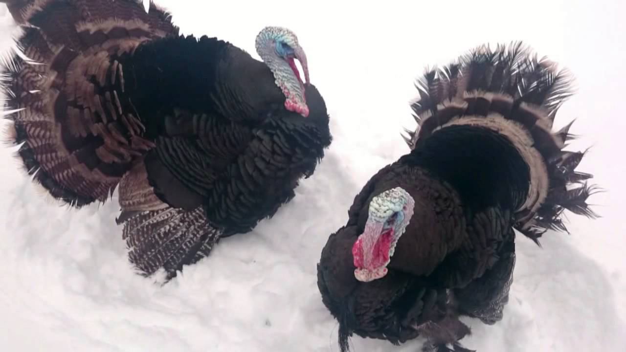 Болтливые индюки из Вятского