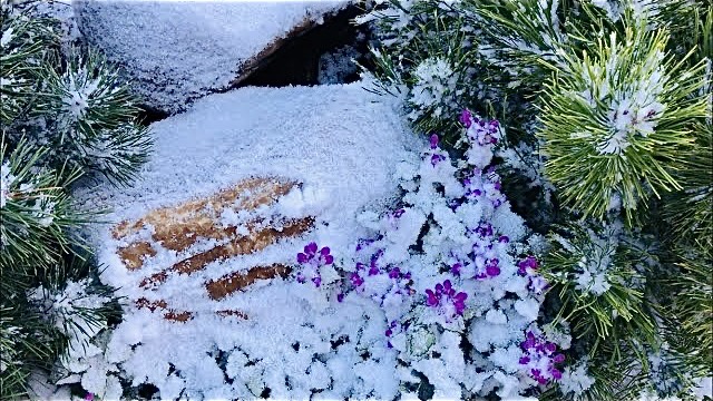 Белым снегом... С первым снегом! Осенние зарисовки.