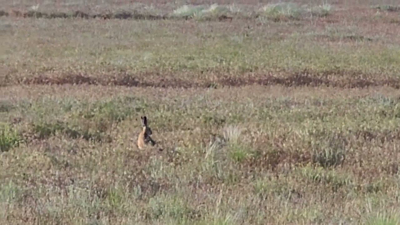 Баскунчак. Заяц в степи.
