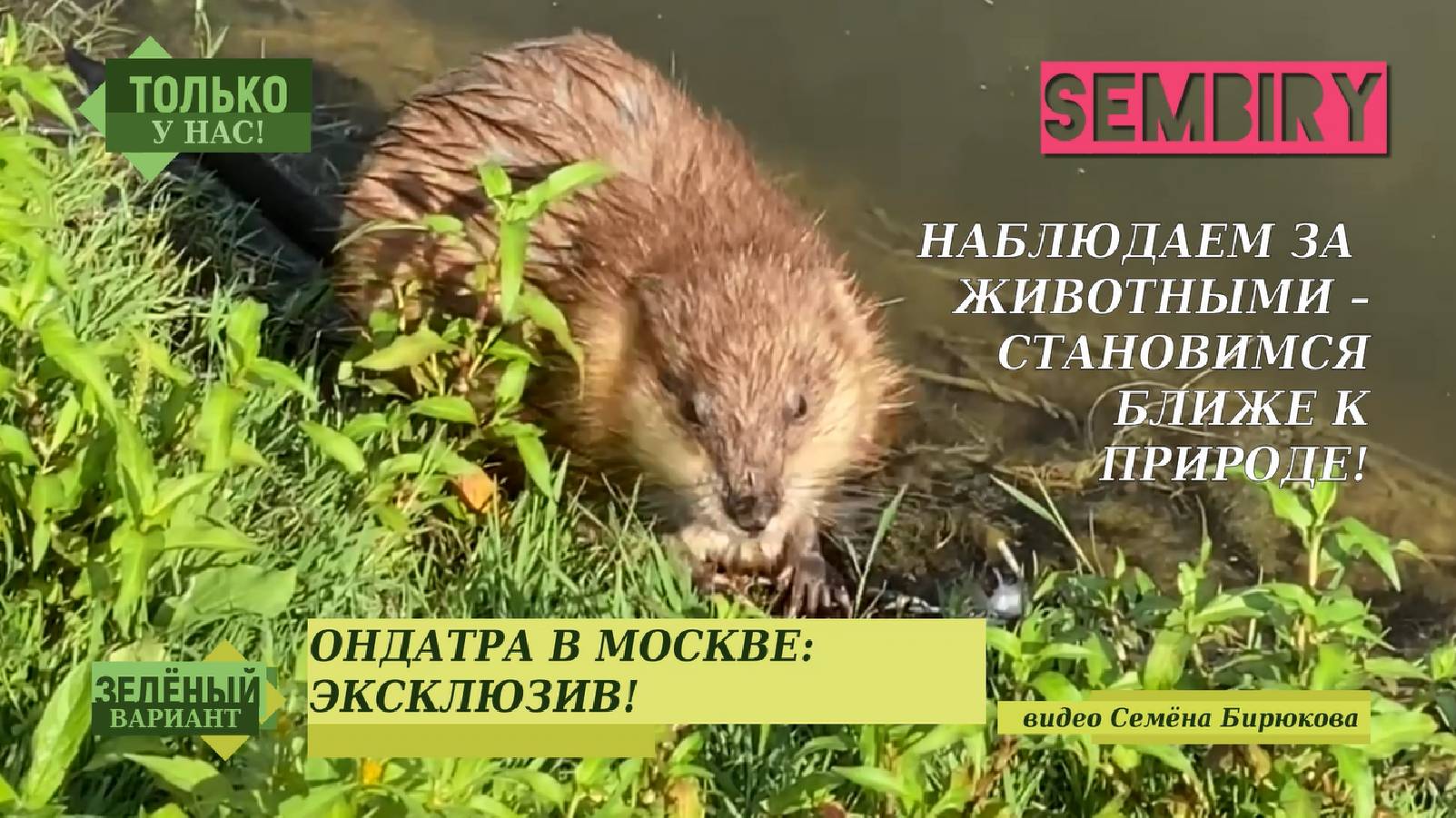 ОНДАТРА В МОСКВЕ. ДИКОЕ ЖИВОТНОЕ В ЧЕРТЕ ГОРОДА. ЭКСКЛЮЗИВ. ЗЕЛЁНЫЙ ВАРИАНТ. Выпуск от 23.07.2024