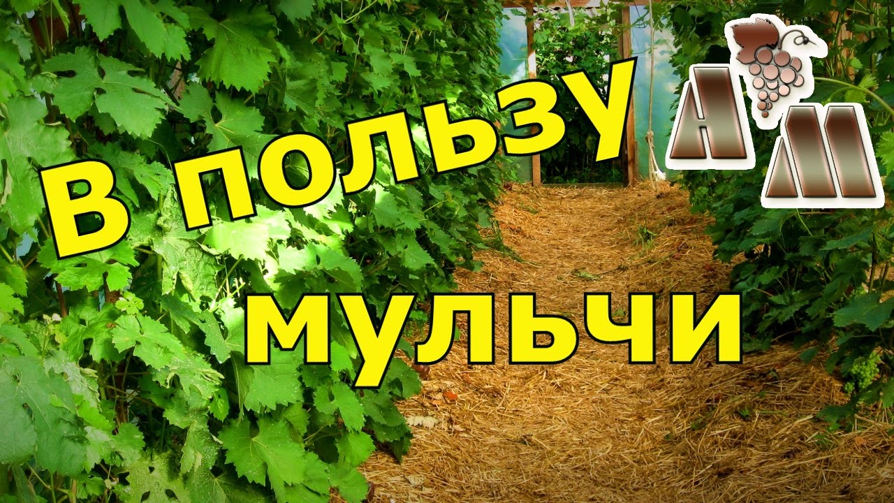 ? В пользу мульчирования