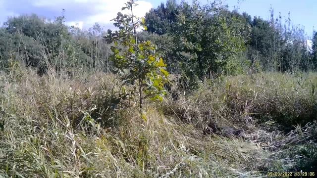 Сьемки с фотоловушки 2022. Звери