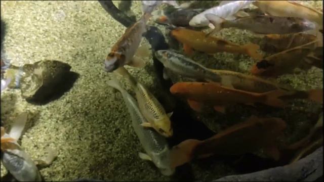 2024  февраль Сочи Ривьера Океанариум