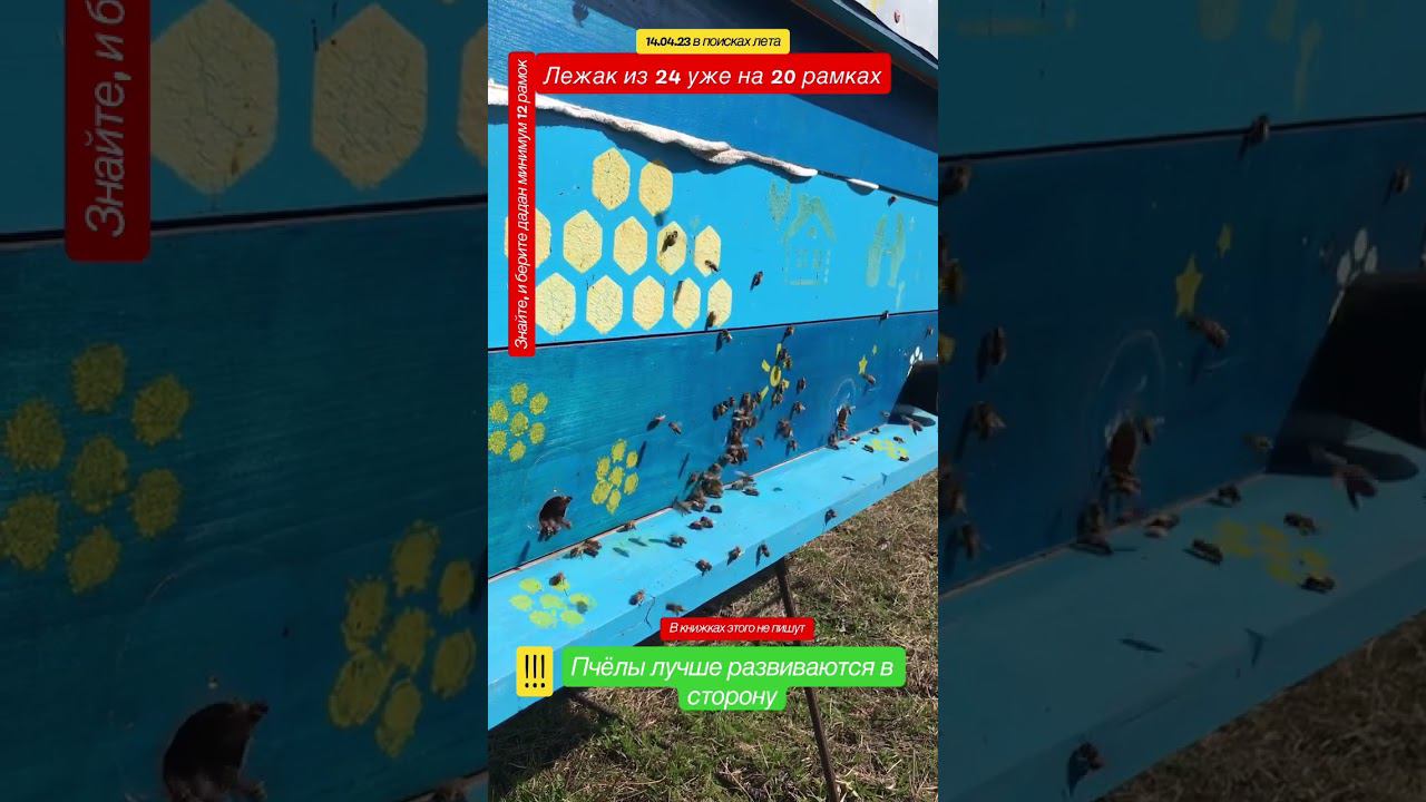 УлейЛежак! ПЧЕЛОВОДСТВО! #pereborovobee #пчеловодство #bee #мёд #пасека