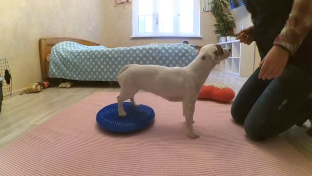 ДОГ ФИТНЕС  Базовые упражнения