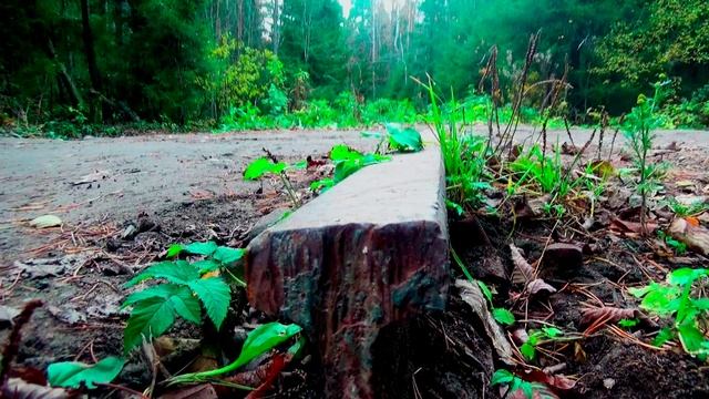 "Что происходит?" - "Отличный способ туризма" (2021)