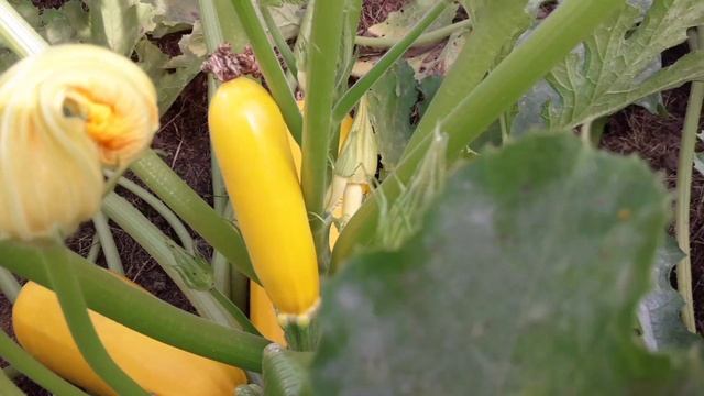 Кабачок "Золотинка", урожайный и вкусный