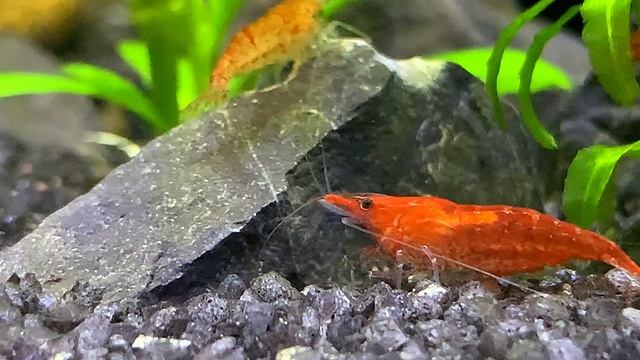 Видео аквариумных креветок