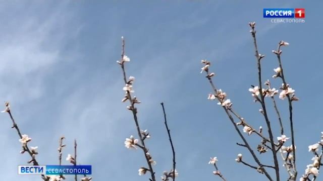 Пять старейших деревьев в Севастополе получили статус памятников природы