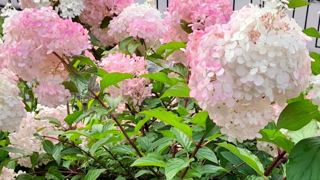 еще лето, но уже немного грустно, оно заканчивается