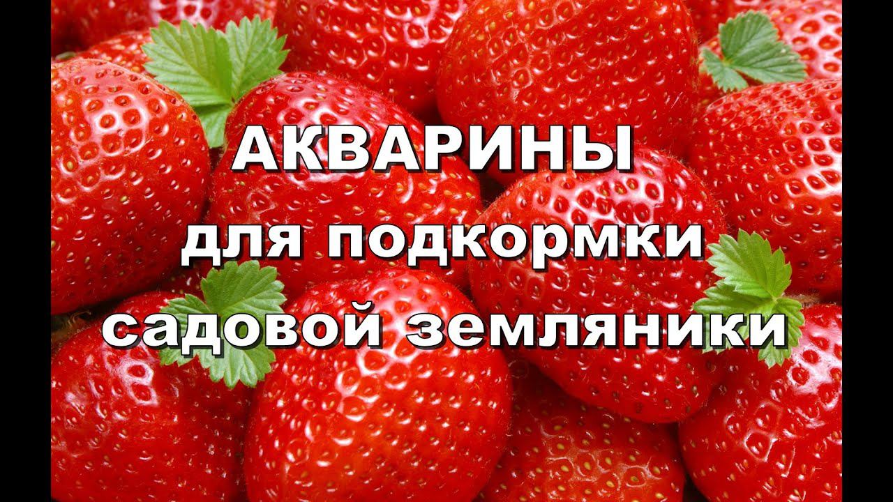 АКВАРИНЫ для подкормки садовой земляники