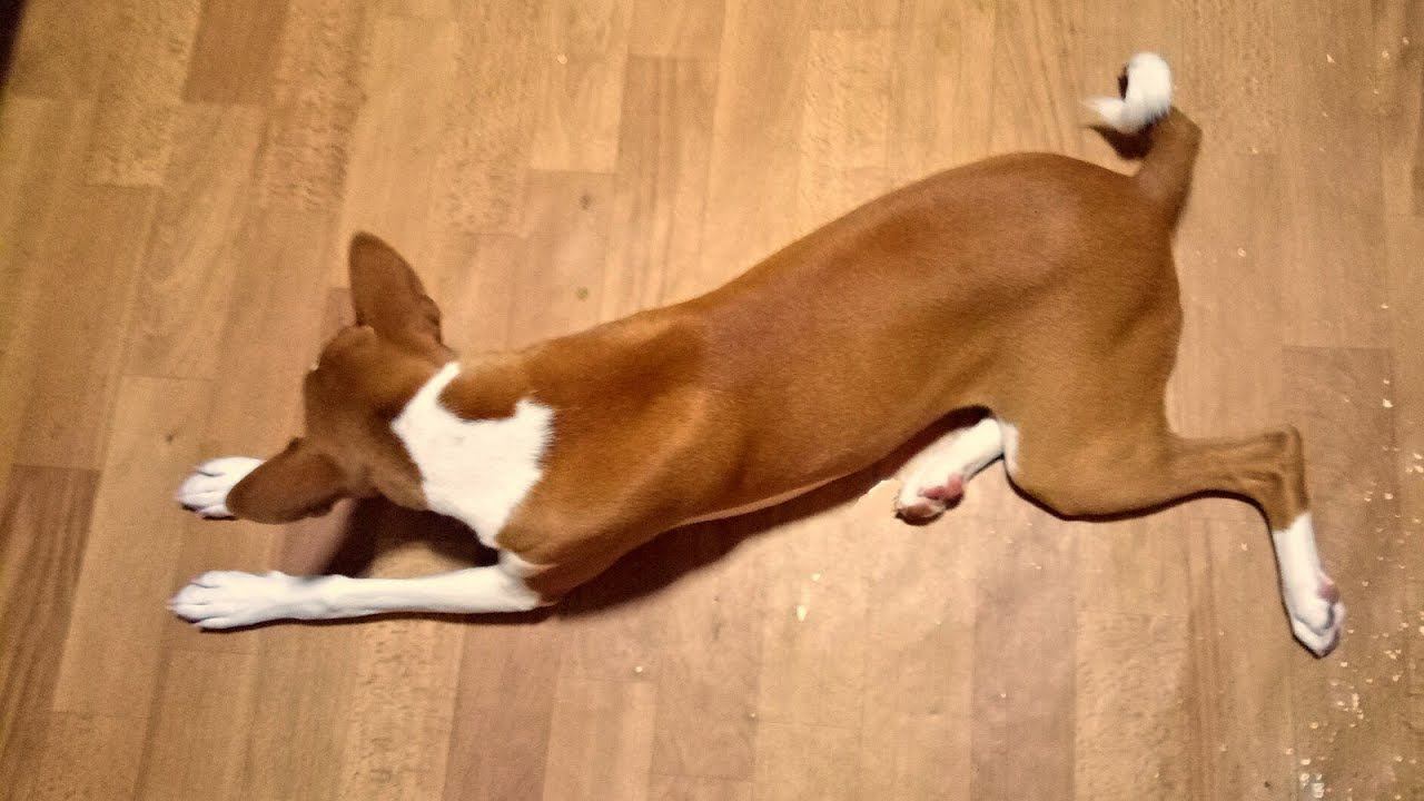 А мне так удобно! Щенок басенджи Лео