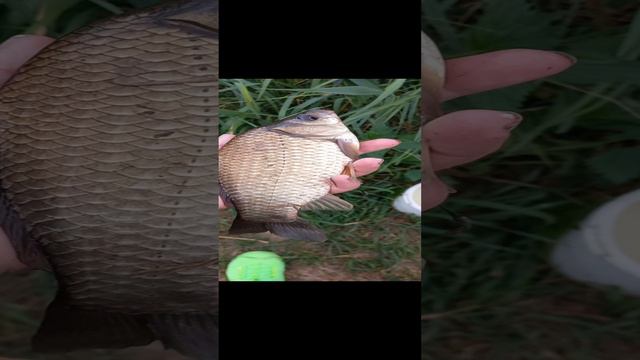 Рыбалка 2 июня, озеро одного карася.