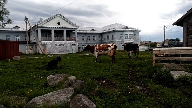 Соловки - 2022 корова 2