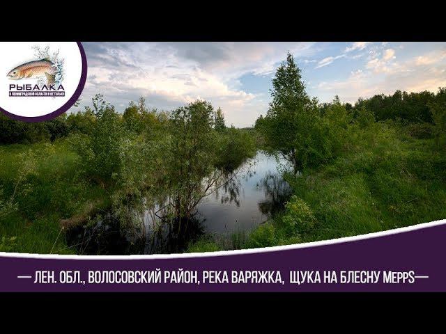 Река в, Лен.обл.  щучка на блесну MeppS