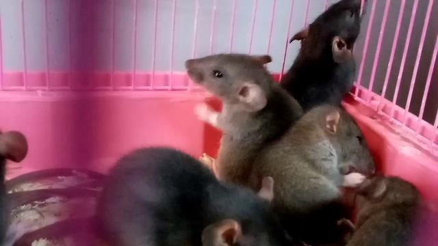 Чёрные и серые крысята дамбо приехали к нам