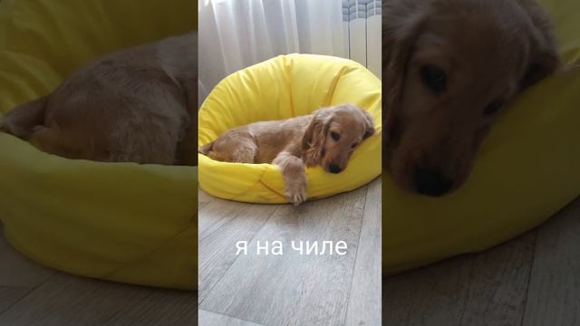 СИМА И ЕЁ ЖИЗНЬ СЕКРЕТАЯ ЧАСТЬ!!!