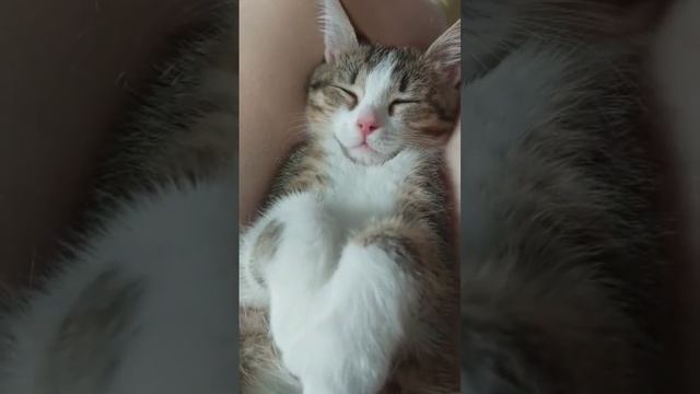 НАКА?СОН КОТËНКА