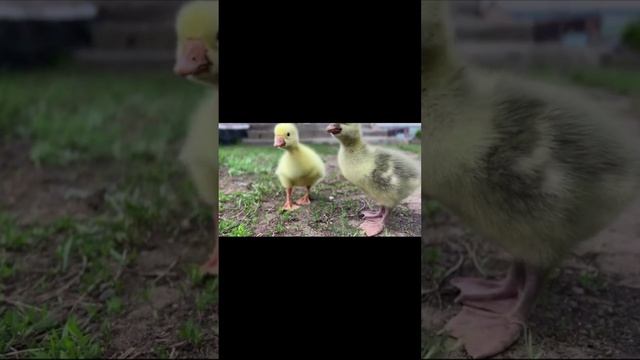 Какие разговорчивые Два весёлых Гуся