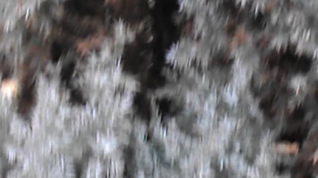 DSCN6646 Мой можжевельник зима 2023