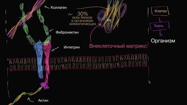 Внеклеточный матрикс (видео 9)   Строение клетки   Биология.mp4