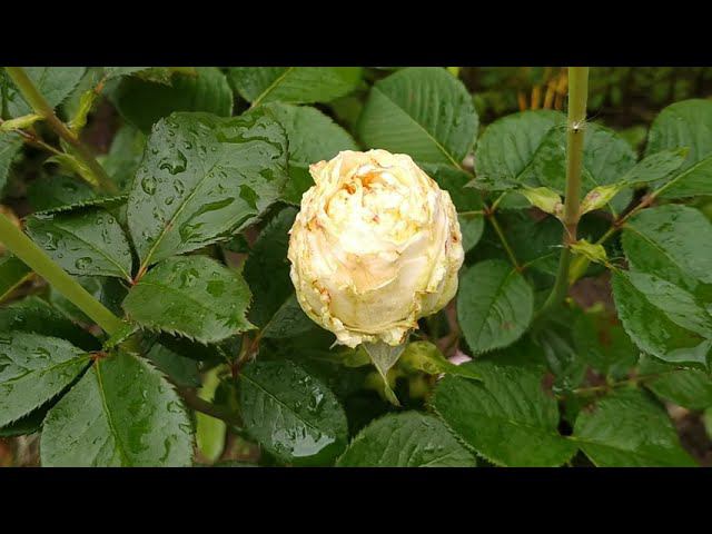 Трипсы на розах, что это за вредители, как лечить